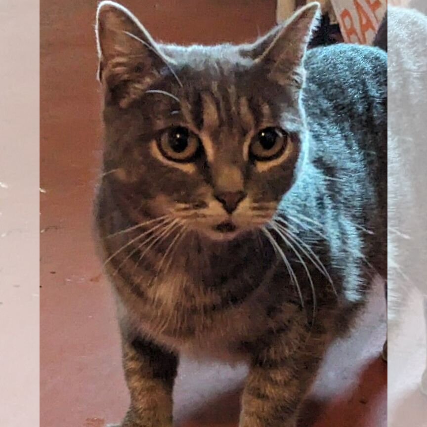 Взрослая кошка в добрые руки