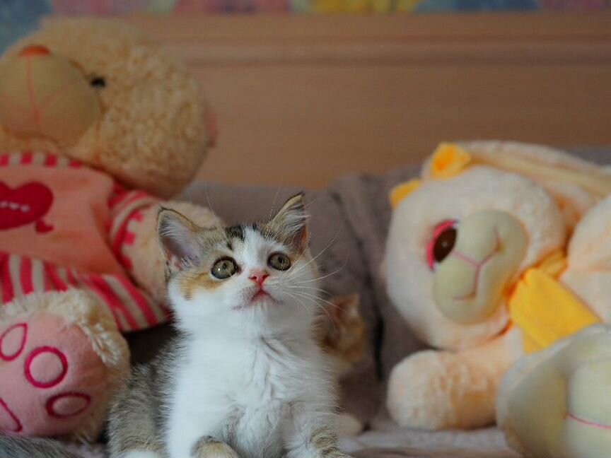 Британочка