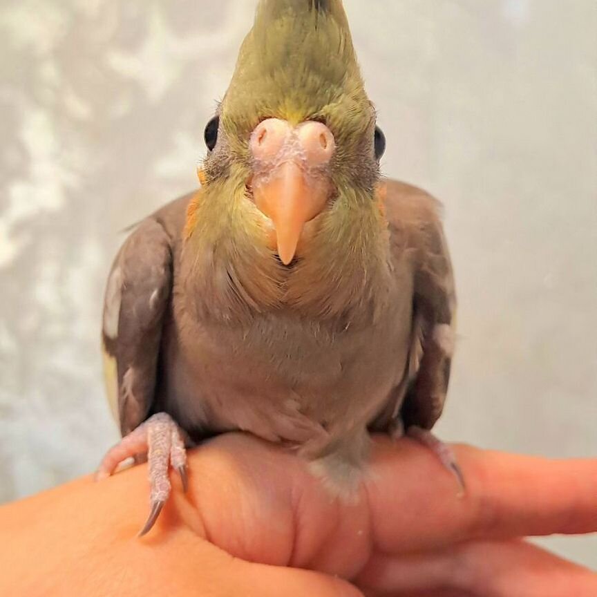 Попугай корелла