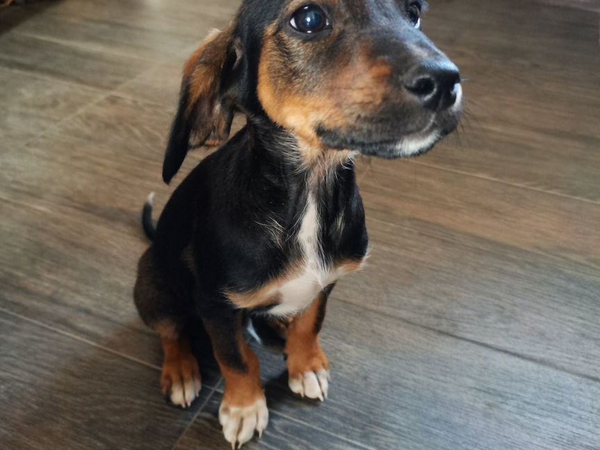 Щенок от таксы