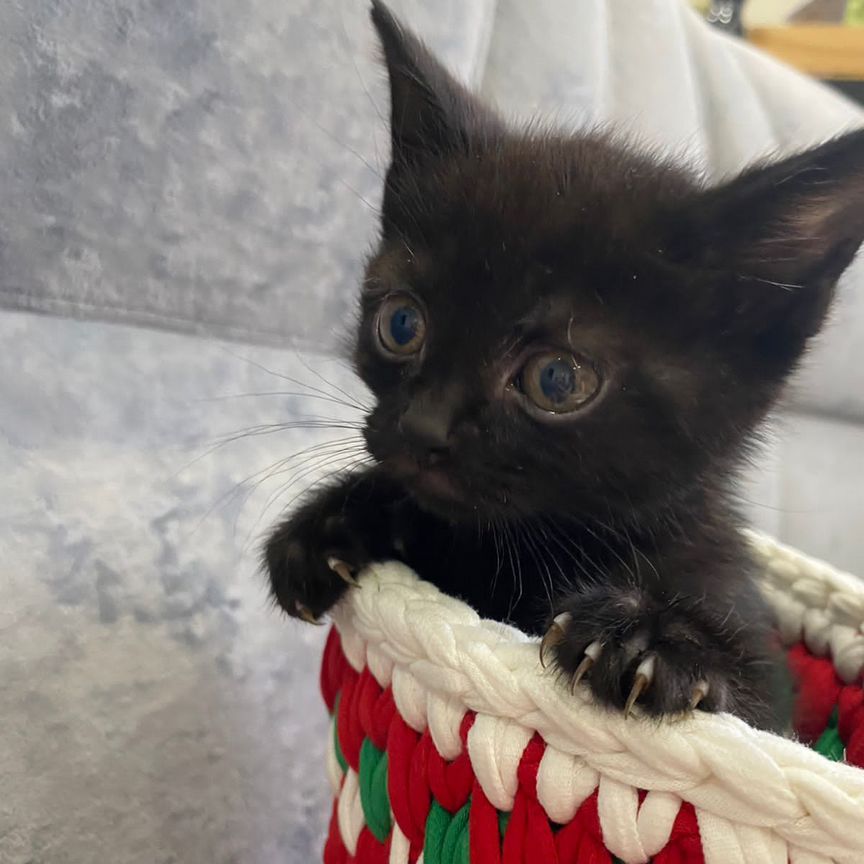 Котенок мальчик