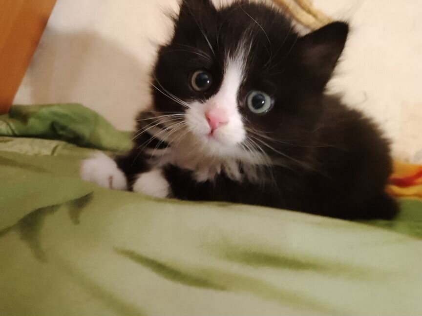 Сибирская зеленоглазая ночка