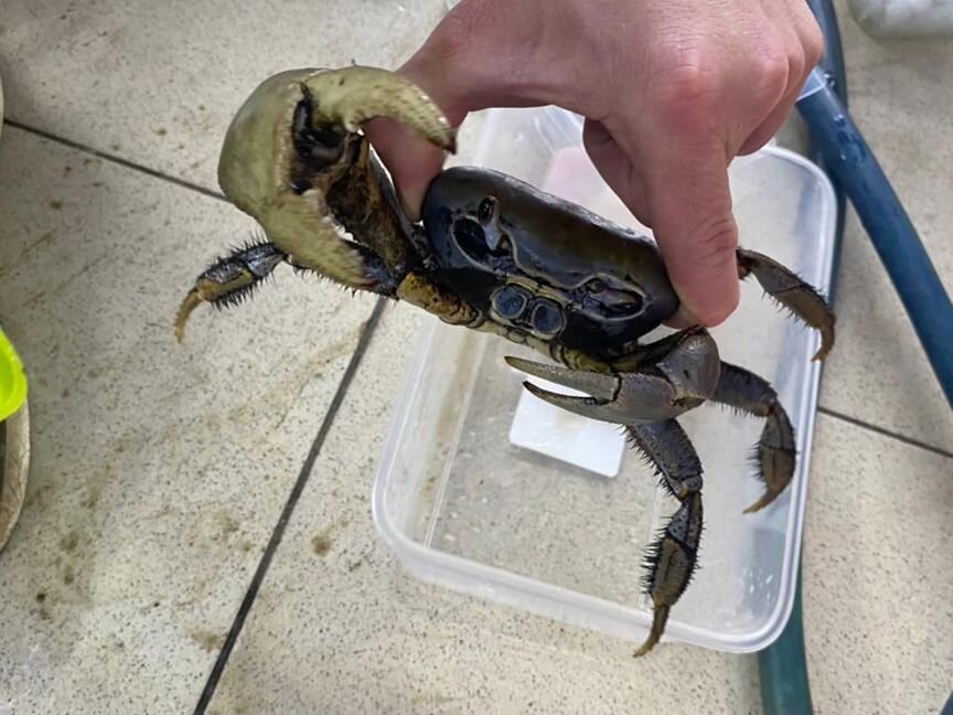 Пресноводный африканский Краб Голубой Гигантский