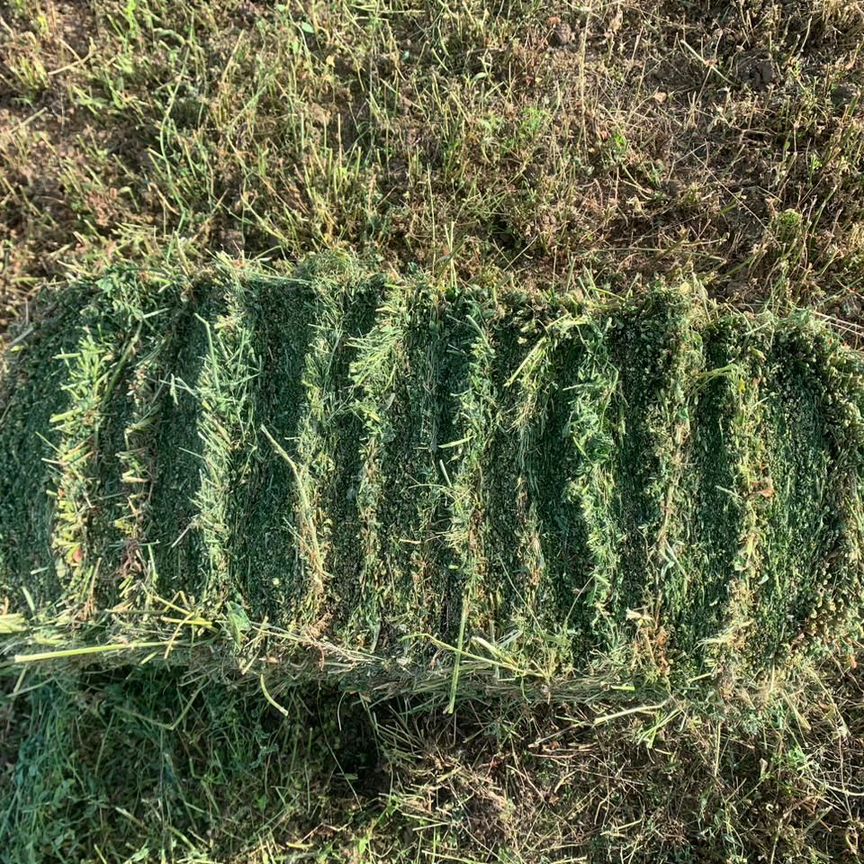 Сено люцерны в тюках