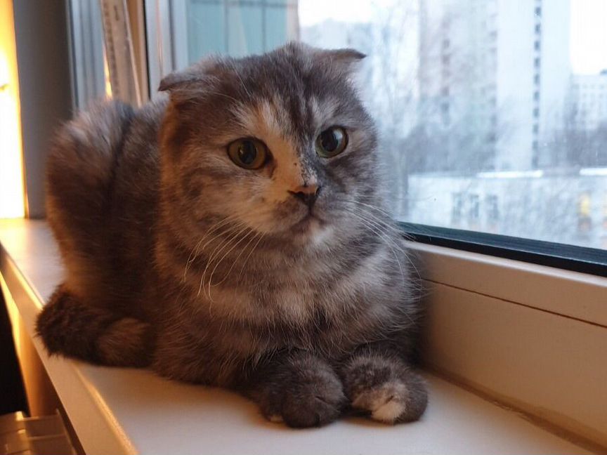 Злата вислоушка ищет дом