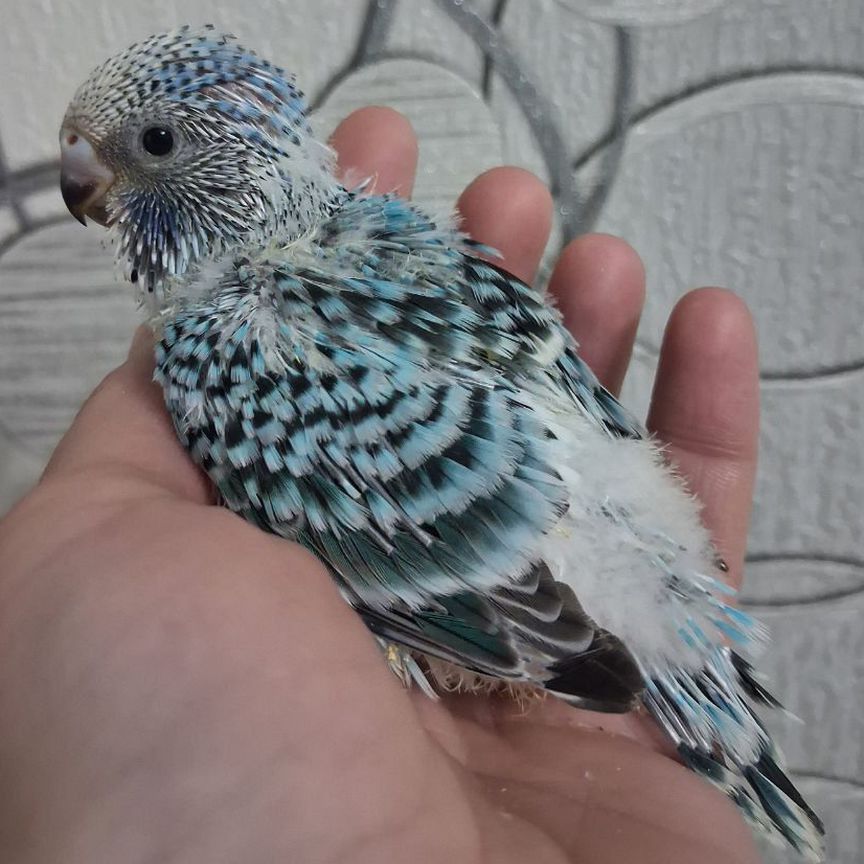 Птенцы выставочного волнистого попугая. Чехи