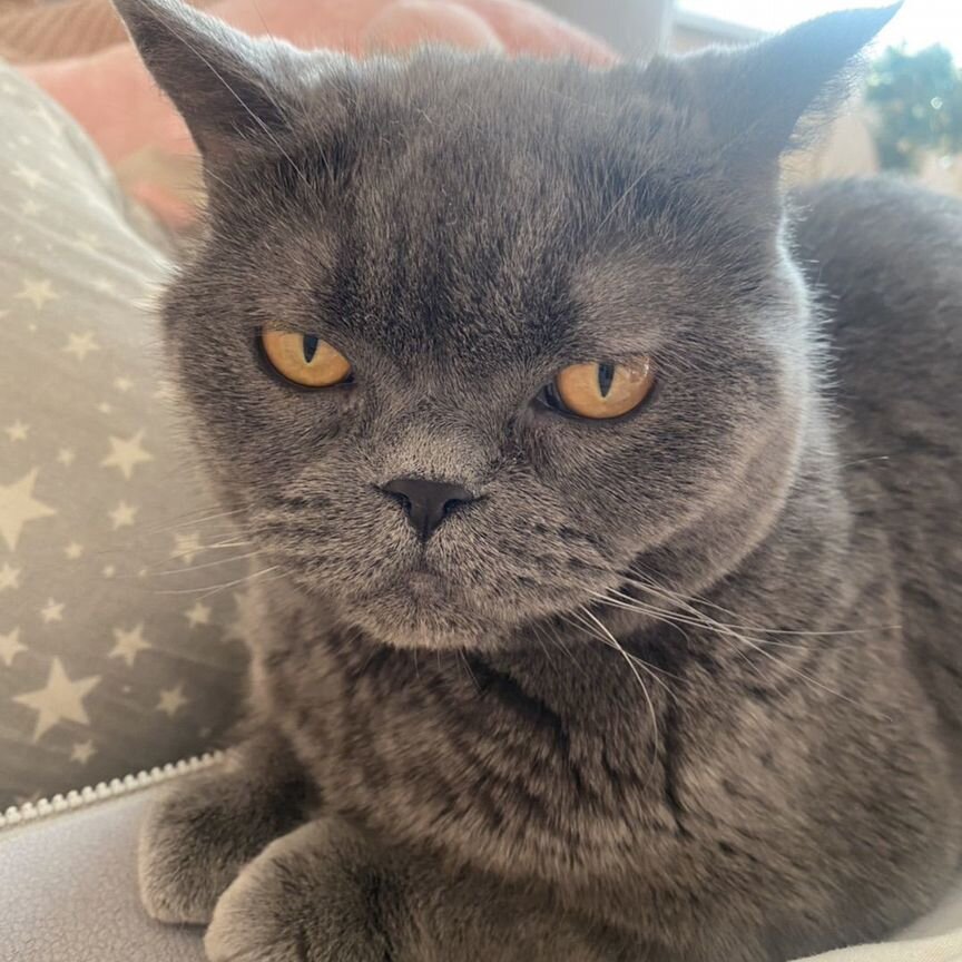 Отдам в добрые руки кошку