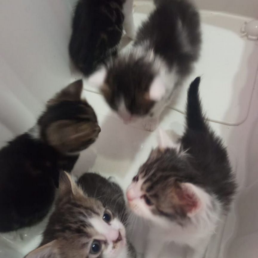 Котята мальчики и девочки, 1 месяц
