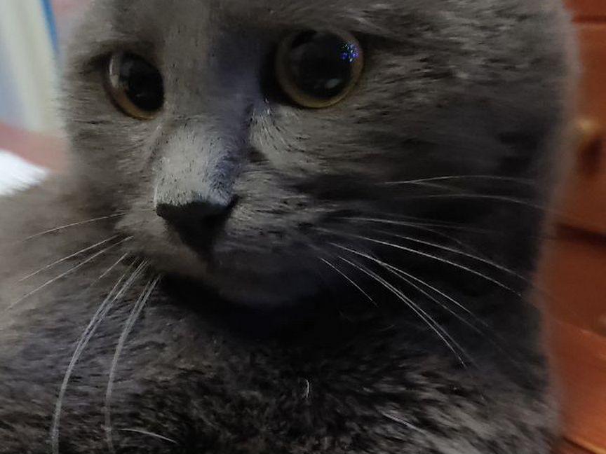 Кошка Русская голубая