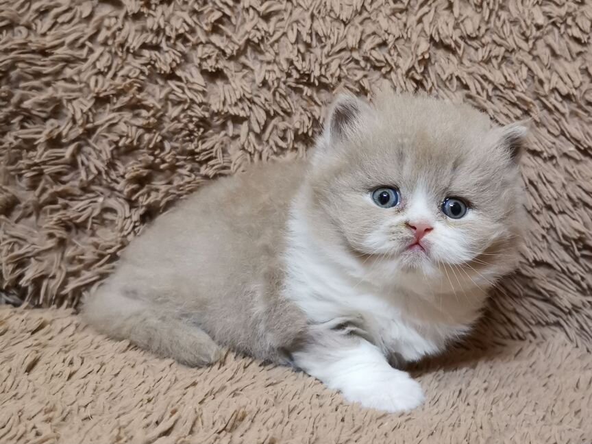 Британские котята, с белым фавн