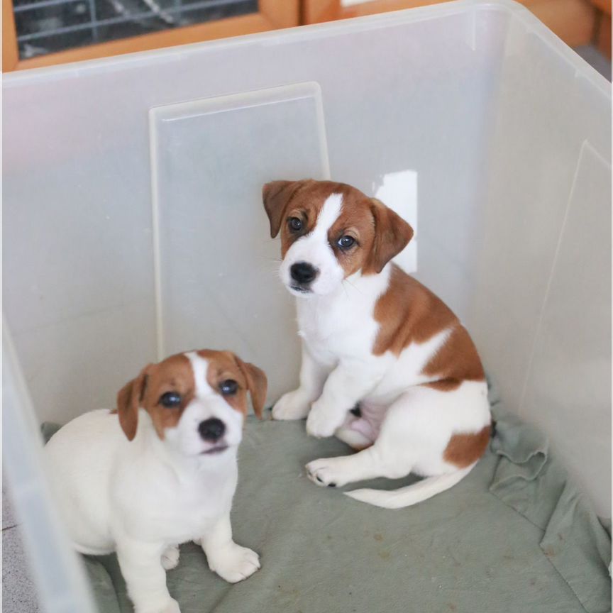 Джек-рассел-терьер, щенок