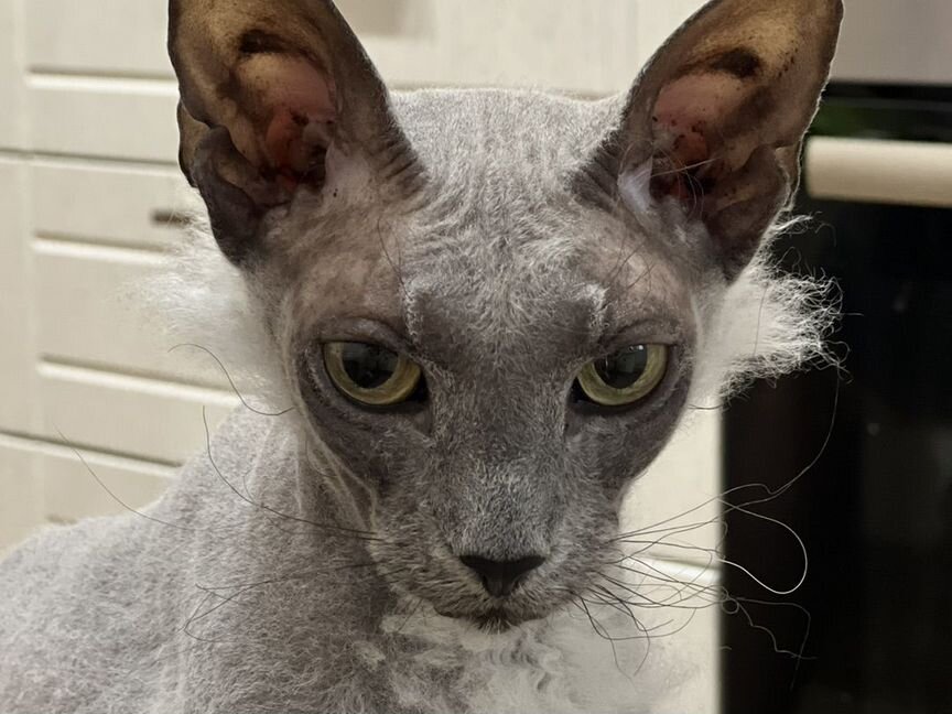 Корниш-рекс кошка стерелизована в добрые руки