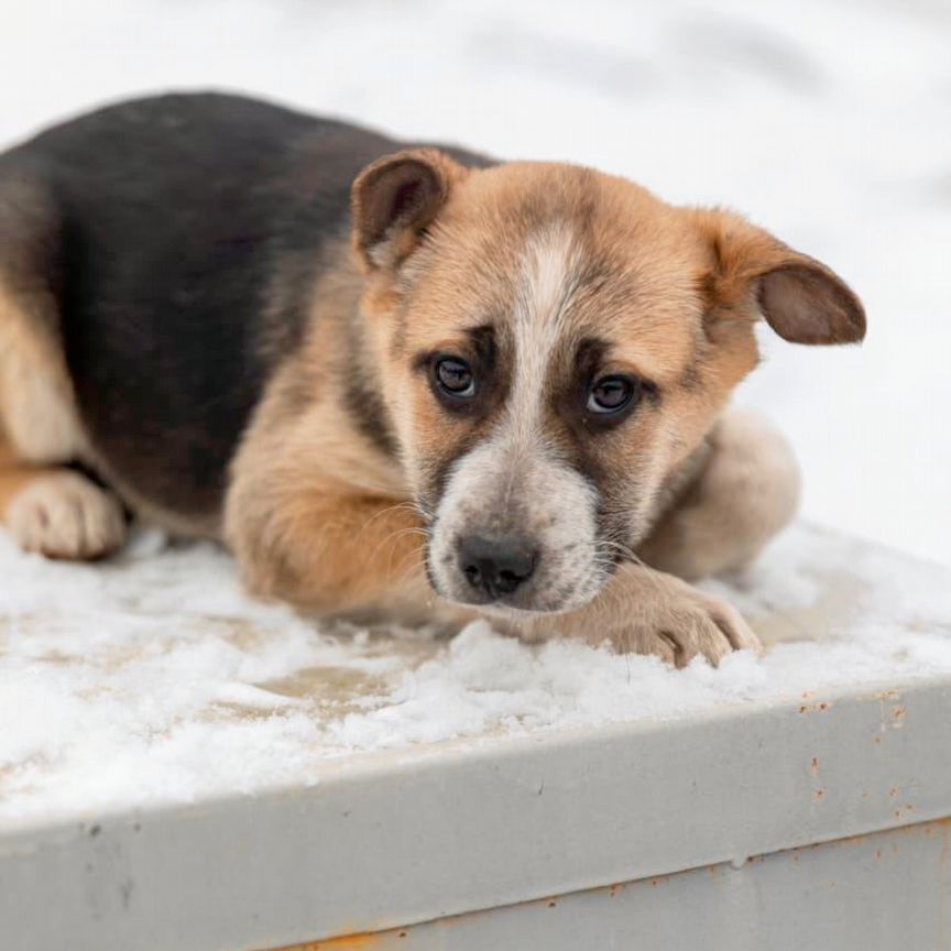Агути нужен дом 3 мес