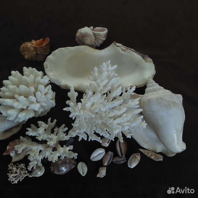 Кораллы и ракушки для аквариума и полки