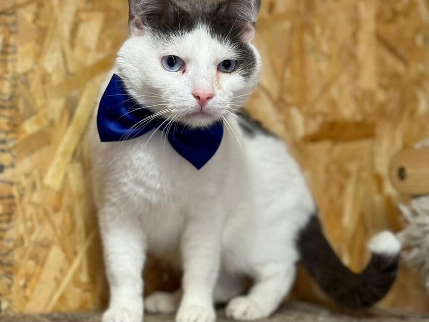 Котик Ошо из приюта