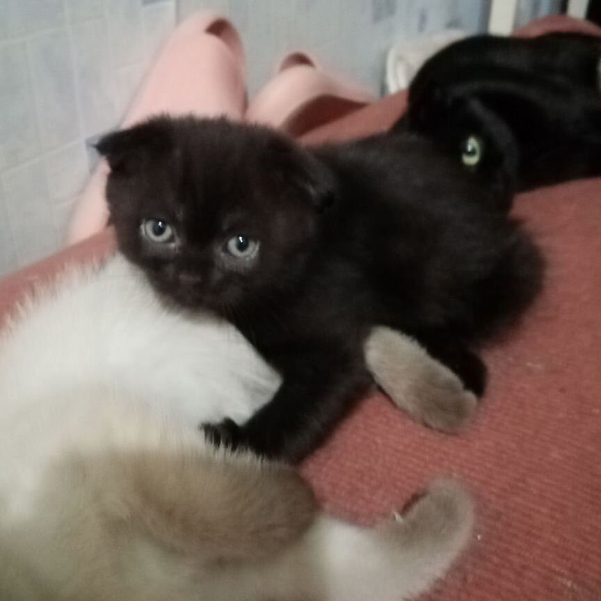 Шотландский вислоухий короткошёрстный котёнок