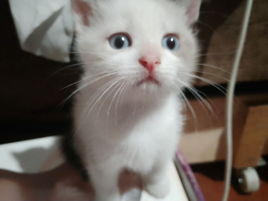 Кошечка, необычный окрас