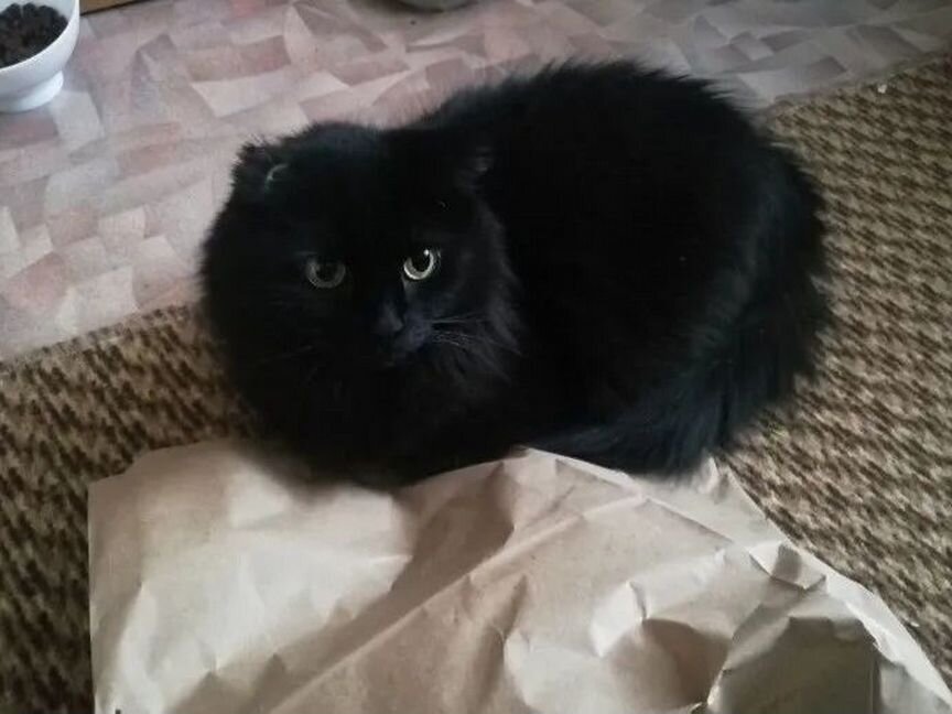 Кошечка в добрые руки бесплатно