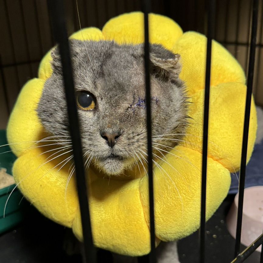 Шотландский вислоухий короткошёрстный кот, взрослый