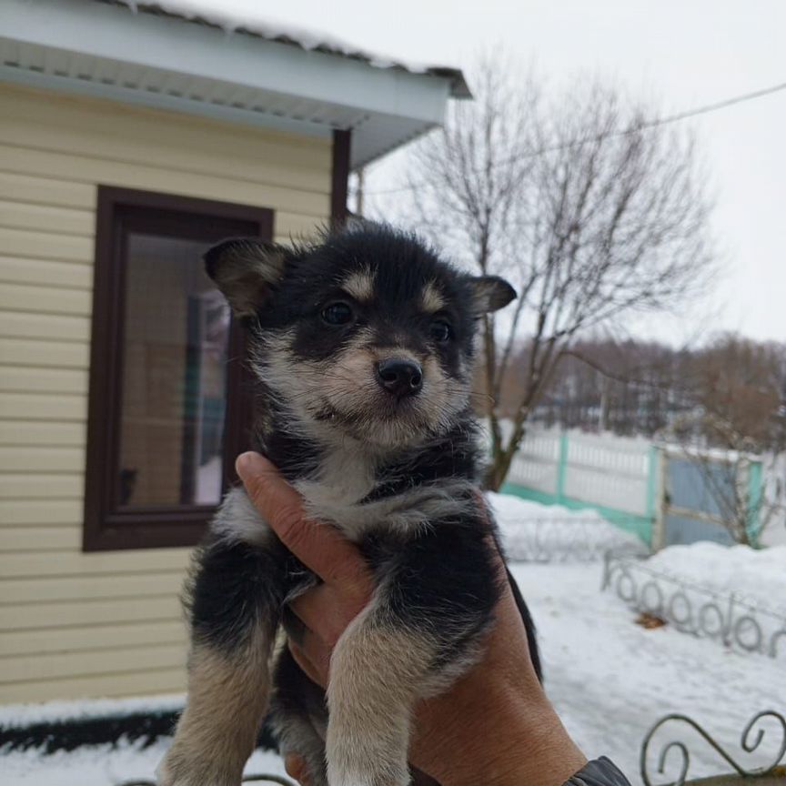 Щенку нужна семья