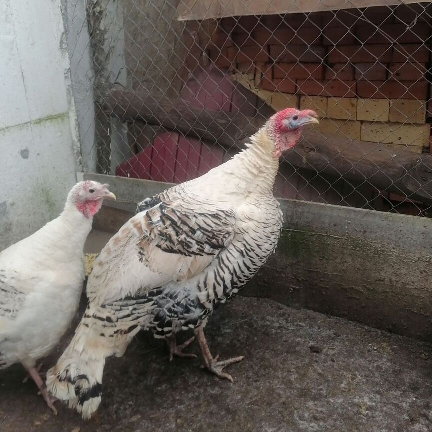 Индюк домашний северокавказский