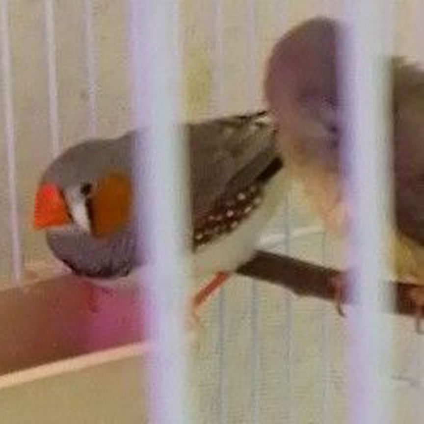 Зебровые амадины птенцы