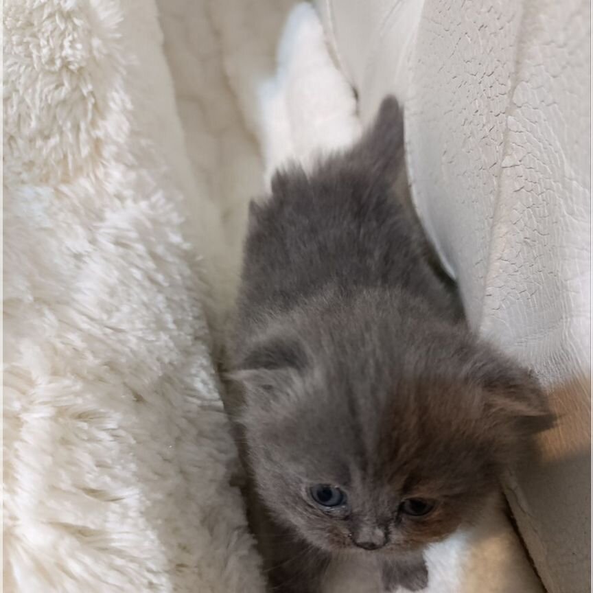 Шотландский вислоухий длинношёрстный котёнок