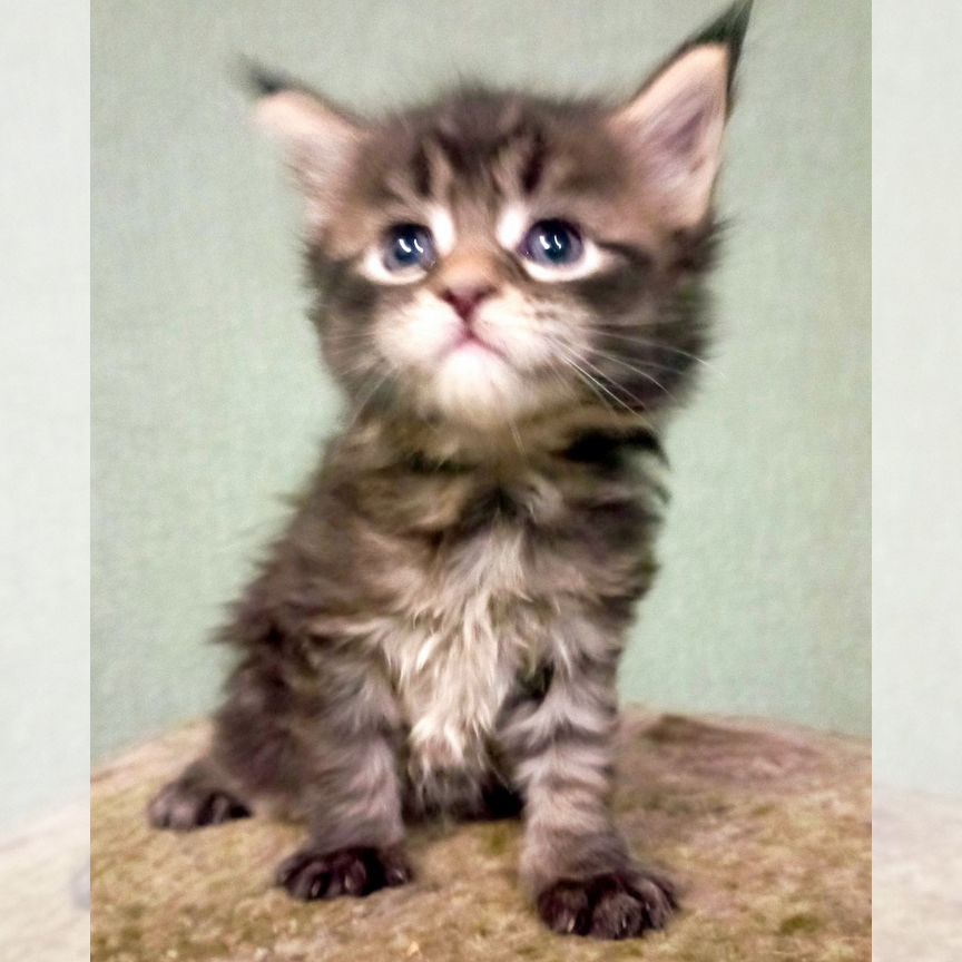 Мейн-кун котёнок