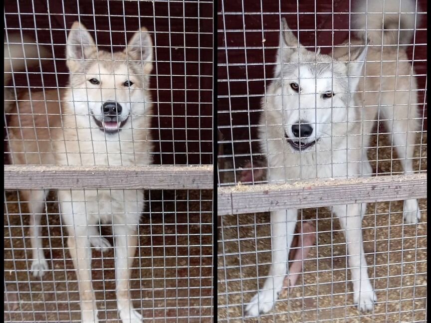 Западносибирская лайка (щенки)