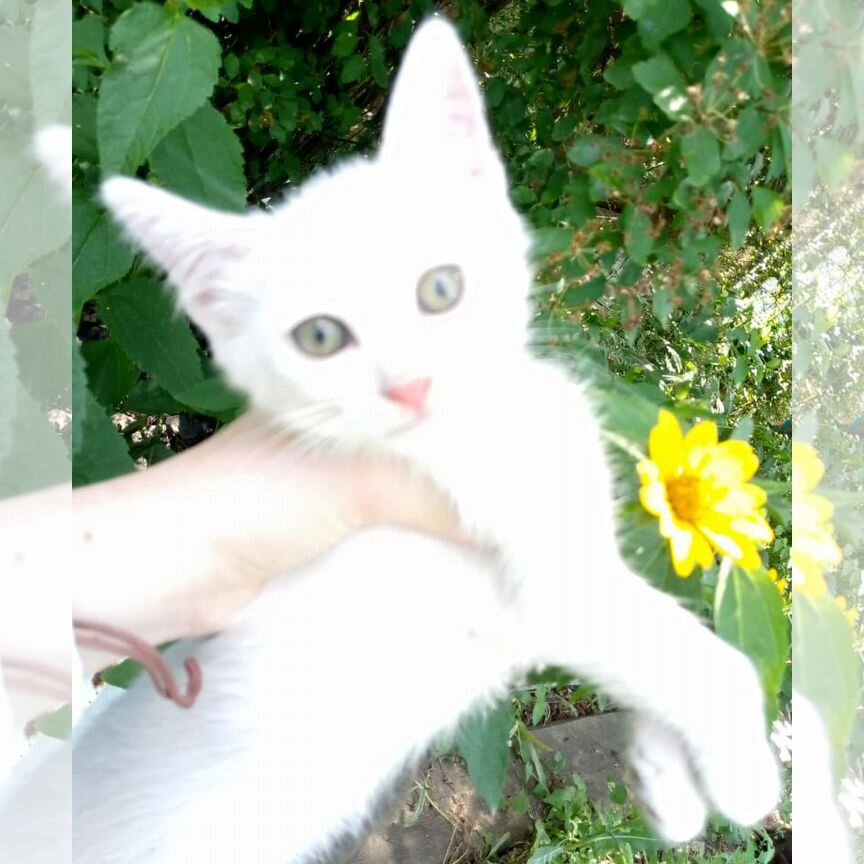 Беленький котик в добрые руки