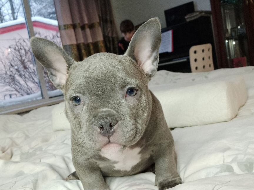 Голубая булочка, #булли American