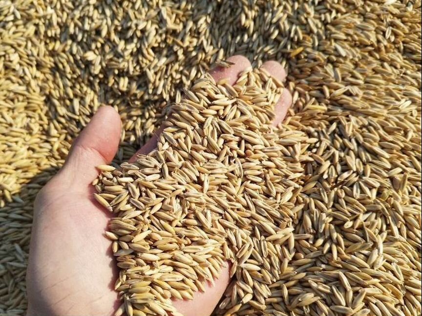 Кормовой ячмень