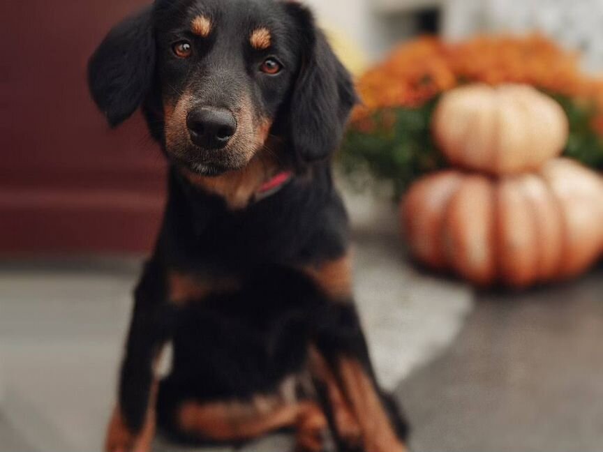 Маленькая собачка 10кг ищет дом