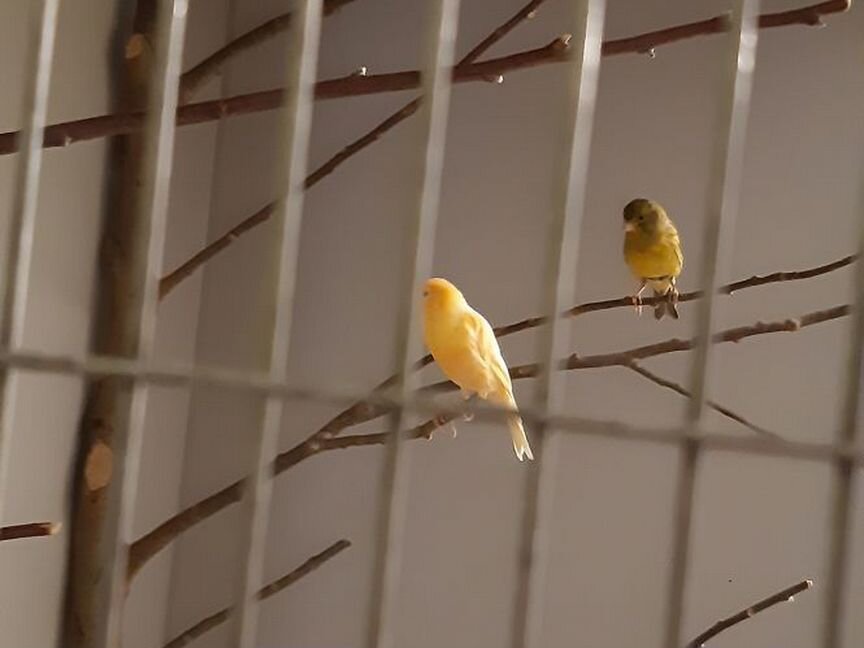 Кенара И канарейки