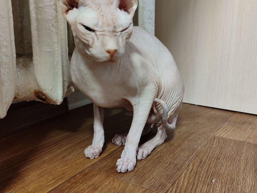 Донской сфинкс