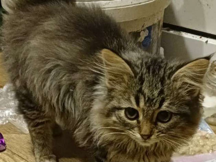 Котеночек красавчикосчастливит Вас