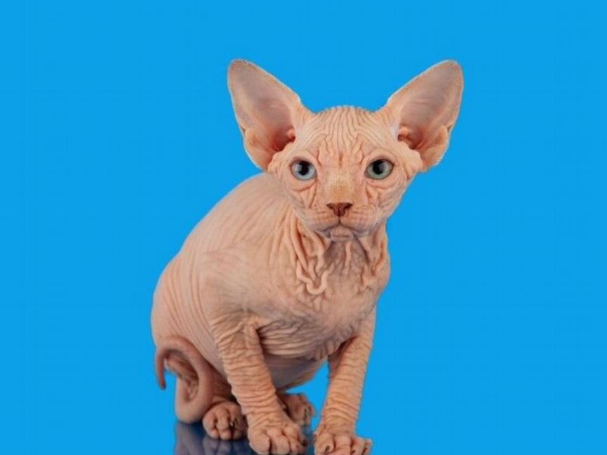 Разноглазый мальчик сфинкс