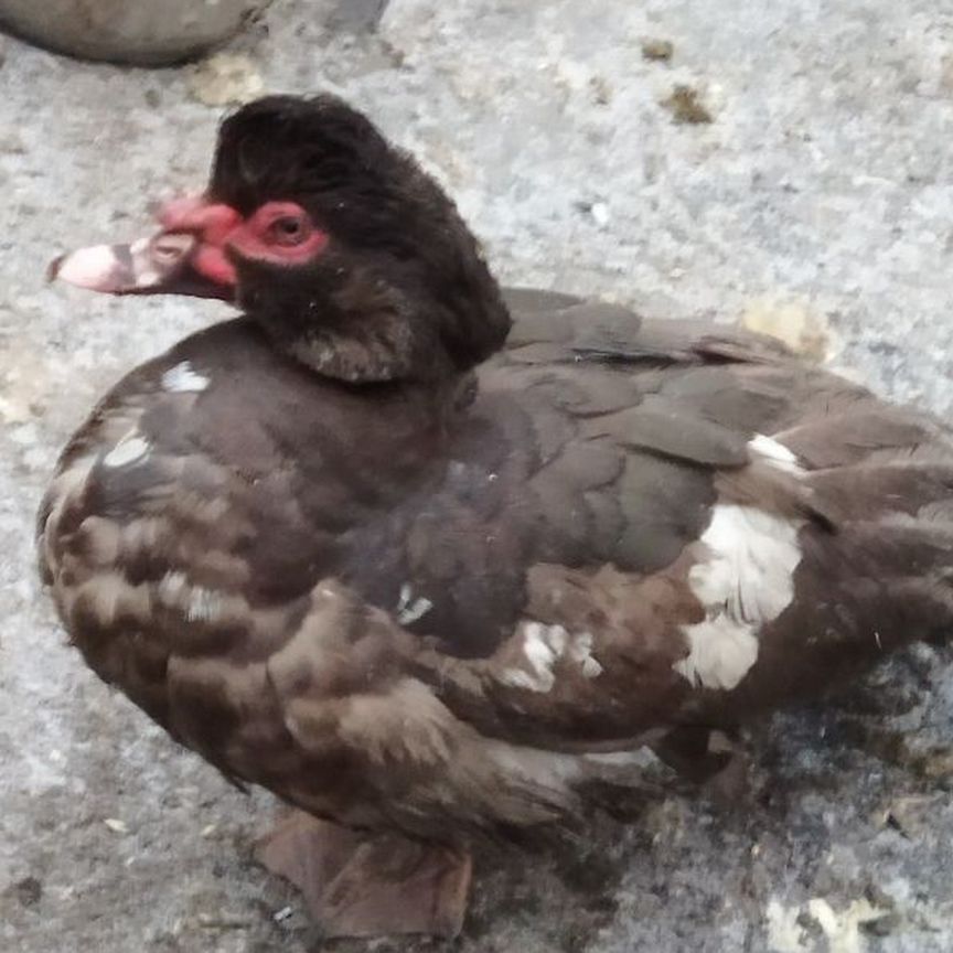 Индоутка мускусная утка