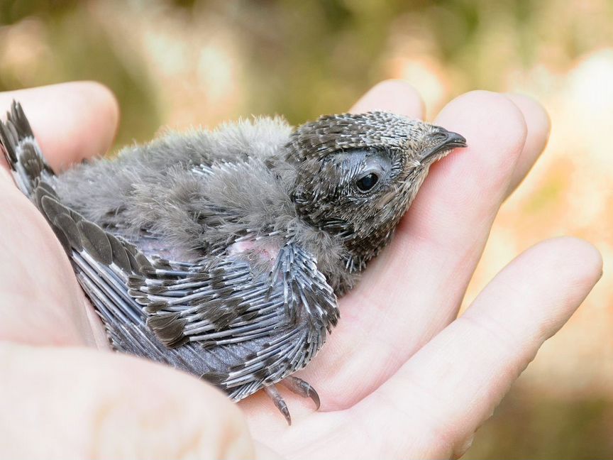 Птенец стрижа