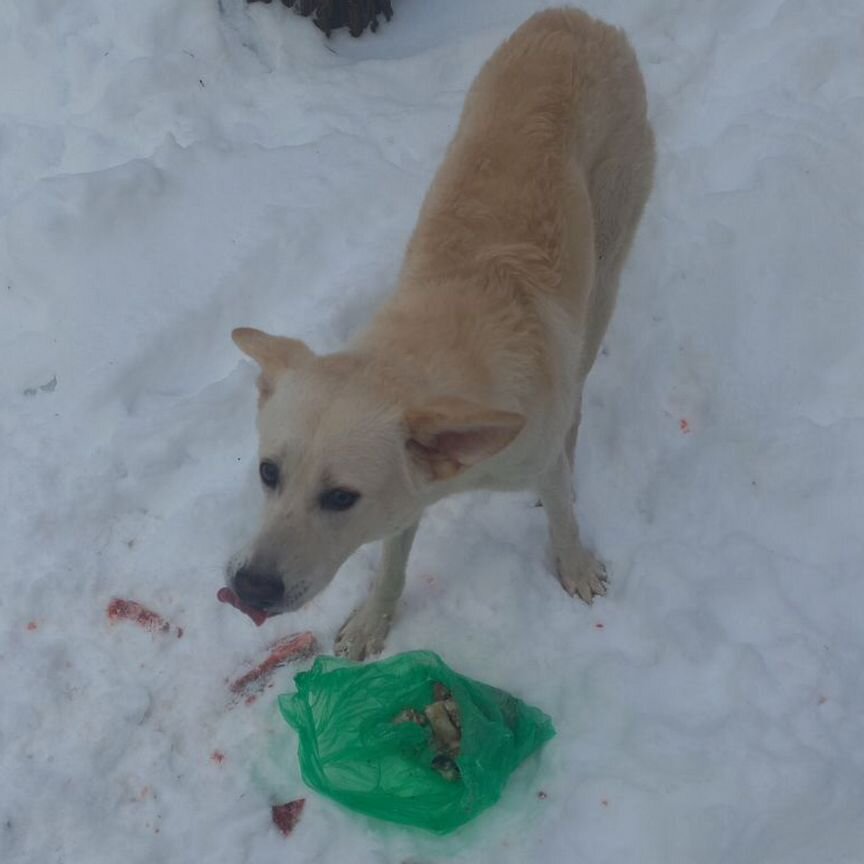 Щенок в добрые руки