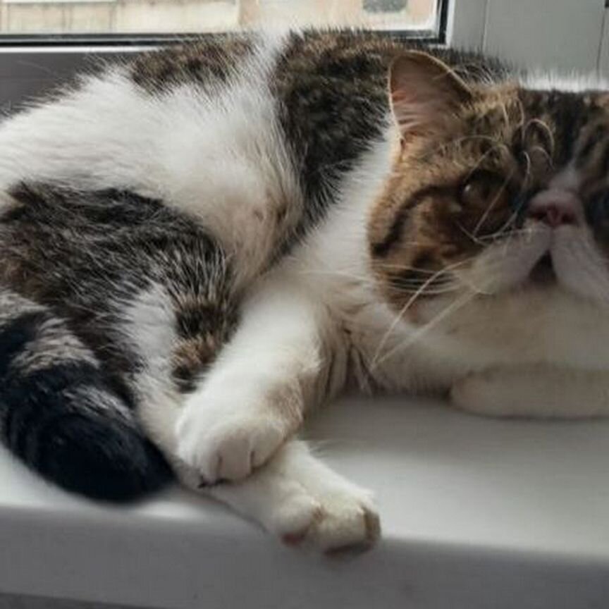 Экзотический короткошёрстный кот, вязка