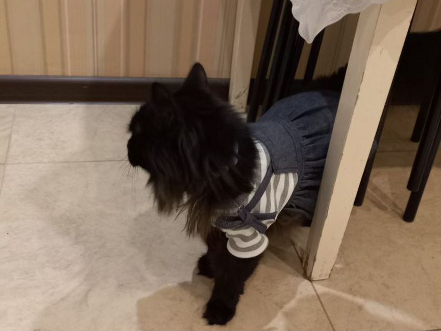 Одежда для маленьких собак s