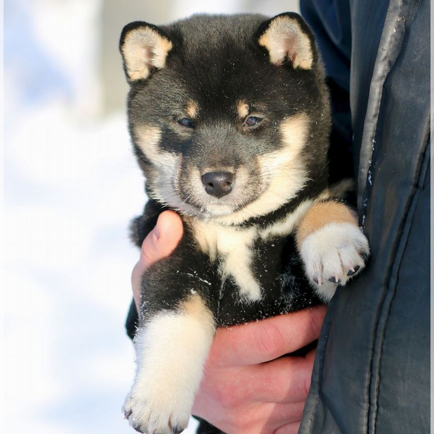 Сиба-ину, щенок