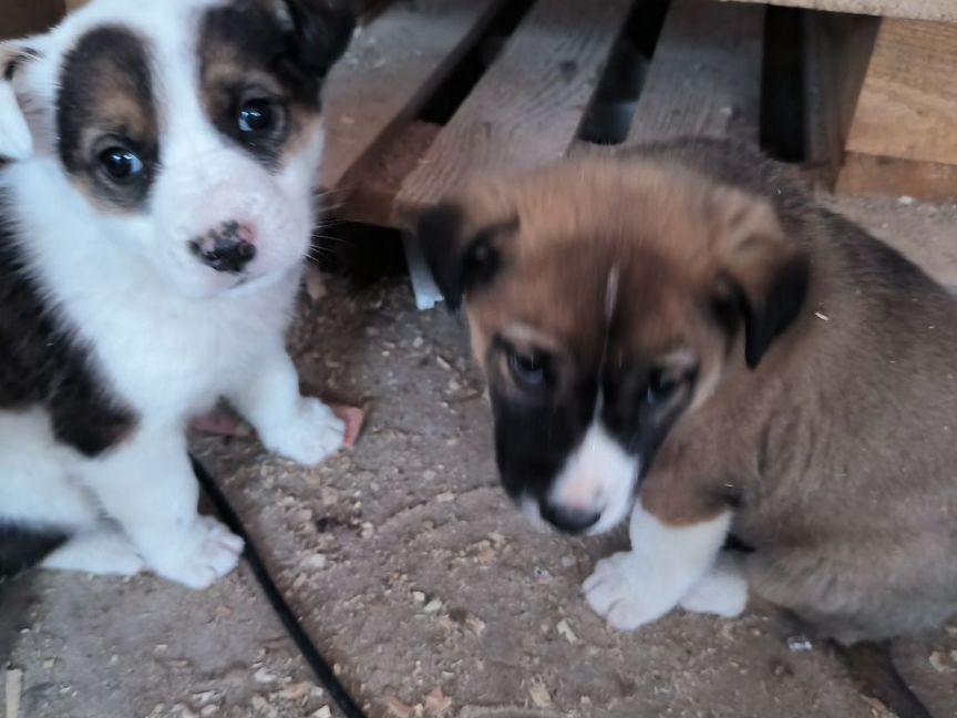 Щенки русская сторожевая