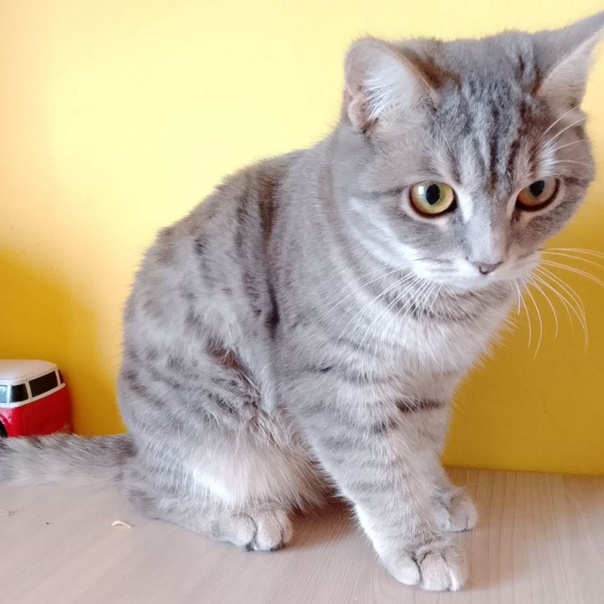 Мейн-кун, взрослая кошка