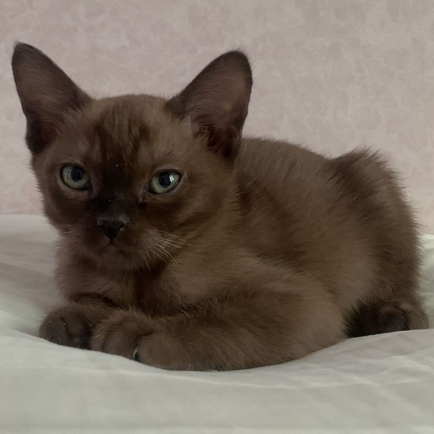 Европейский бурманский котёнок