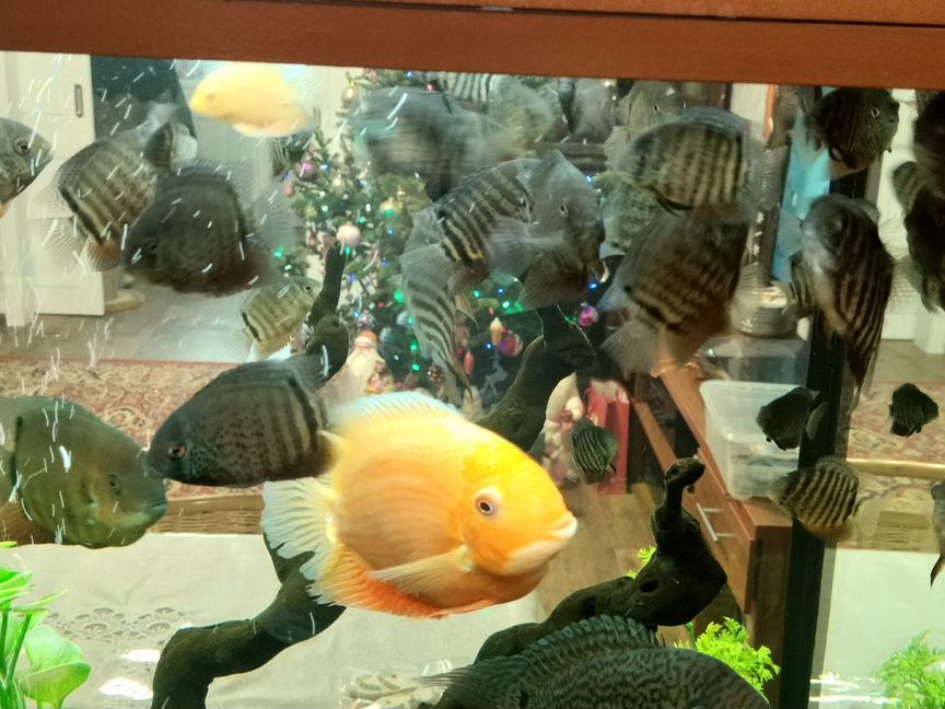 Цихлазома Северум