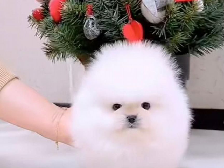 Очаровательный мини мишки померанского шпица