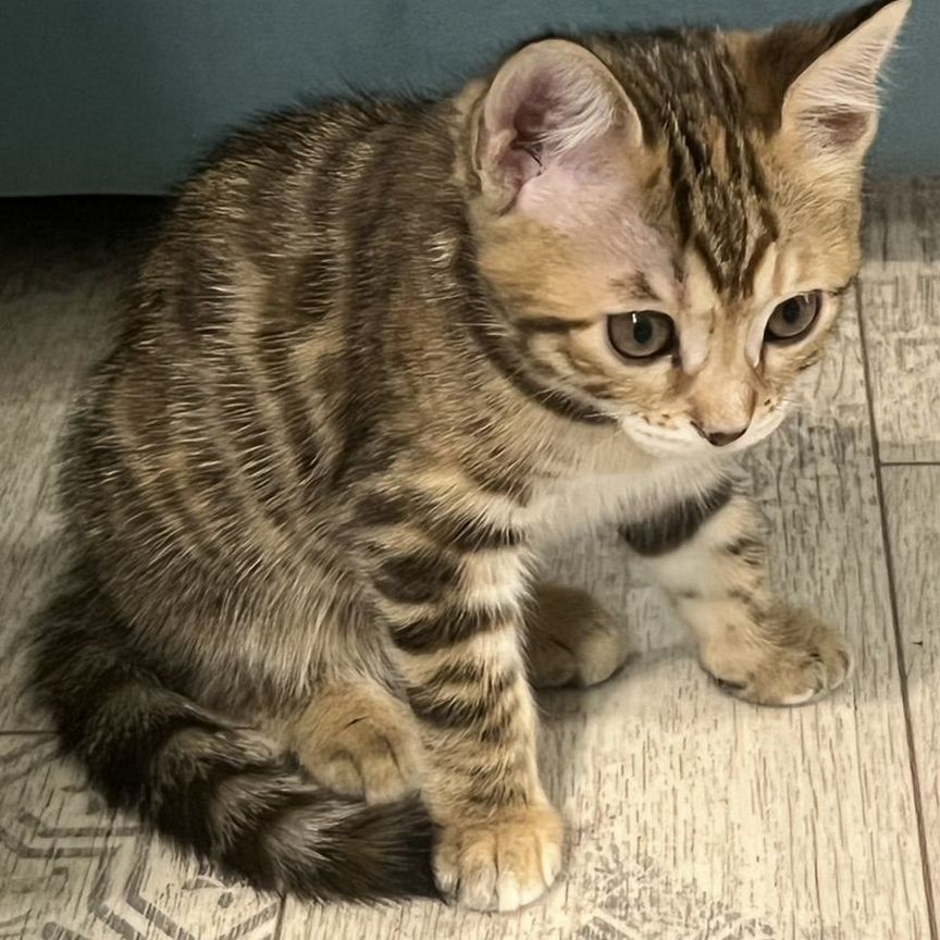 Миниатюрная бенгалочка