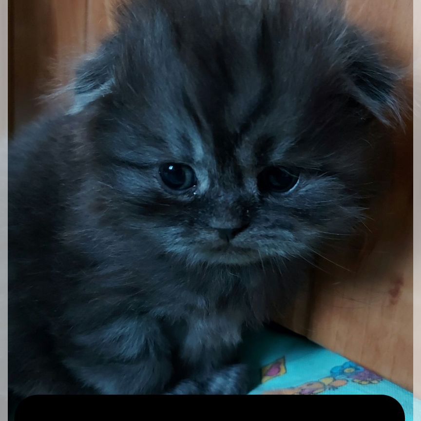 Шотландский вислоухий короткошёрстный котёнок